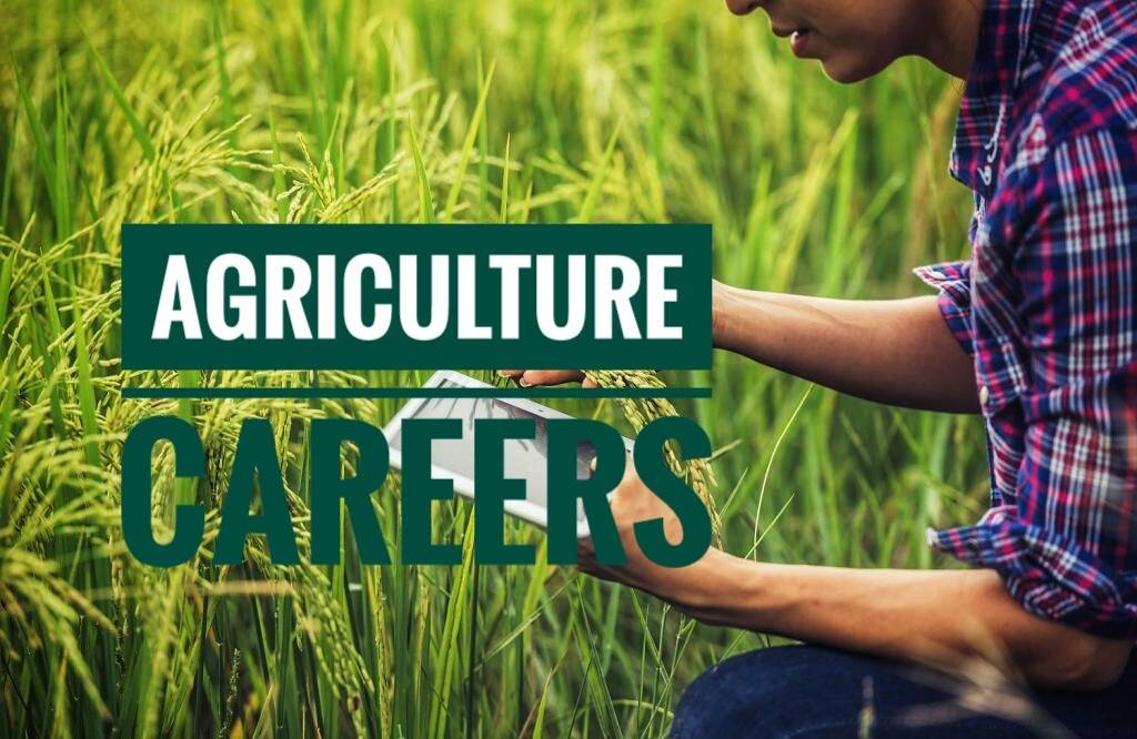 Career After BSc Agriculture Salary 2025 Jobs Top Recruiters Placements
