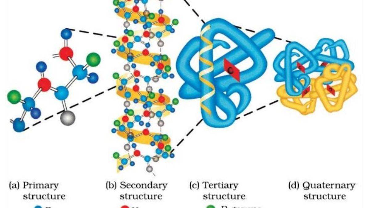 What is Proteins? Definition, Chemical Properties, Reactions, Uses & Notes