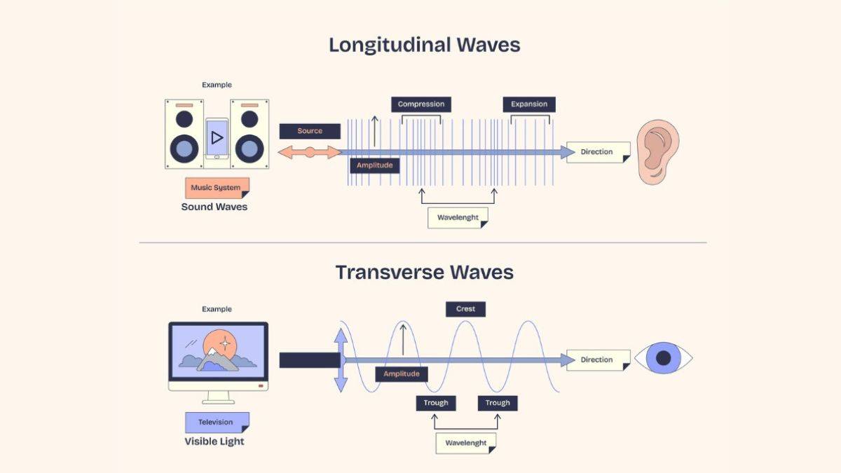 Transverse vs Longitudinal Waves: Definition & Formulas with Examples