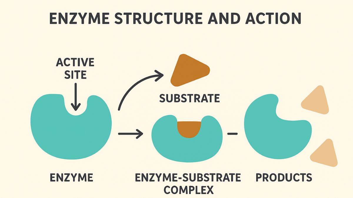Enzyme Substrate Complex
