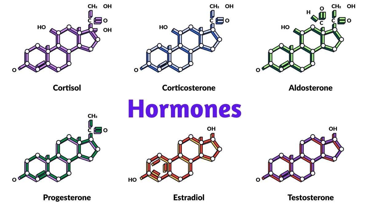 Hormones Definition: Overview, Chemical Properties, Reactions, Uses ...
