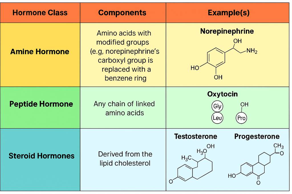 Hormones Definition: Overview, Chemical Properties, Reactions, Uses ...